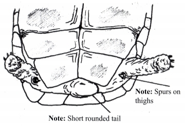 Birds To Dinosaur: Python Vestigial Pelvis, Femur and Spur