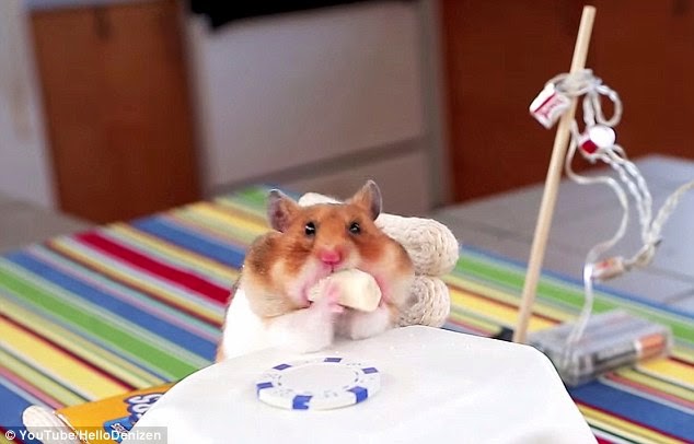 Imperdible: Adorable hámster come pequeños burritos preparados por un ...