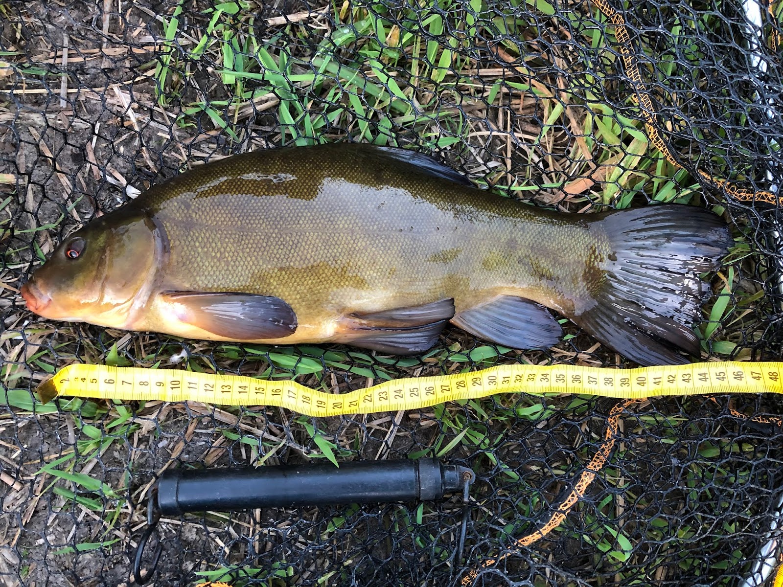 Fiskeligan: Ligarekord på sutare!