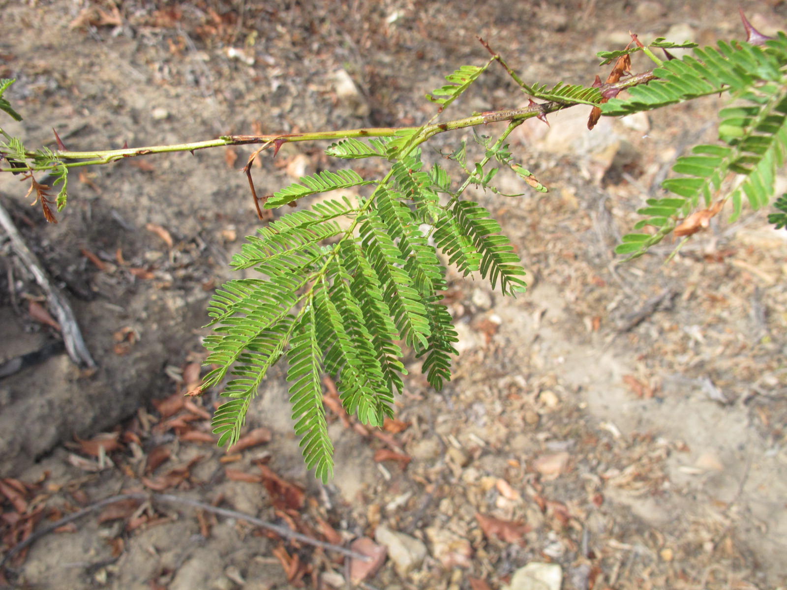Fabaceae - Leguminosae no Brasil: Fabaceae - Mimosa tenuiflora (Willd ...