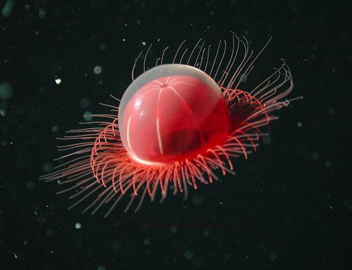 Life under the blue water : The most beautiful jellyfish