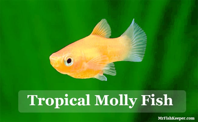 Molly Fish Care Guide And Breeding