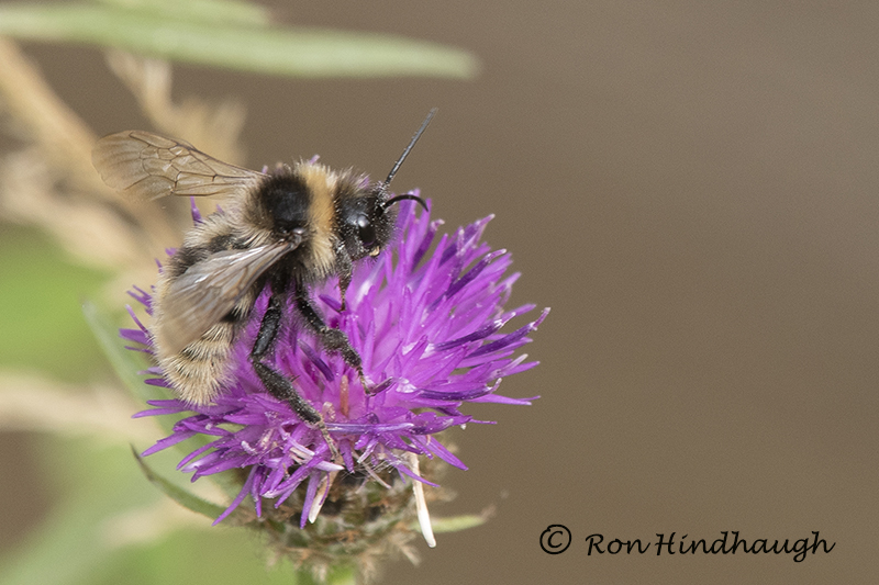 notmanywords: There are still…