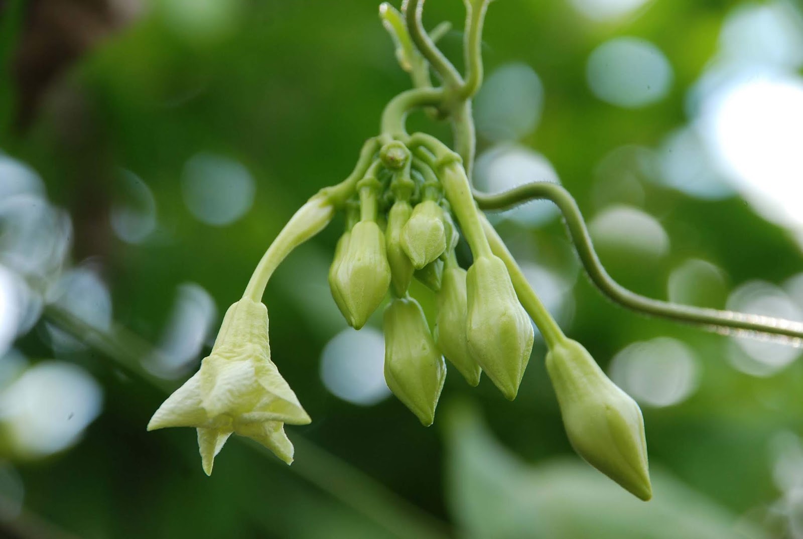 Flor de Loroco ~ El Mundo Planta