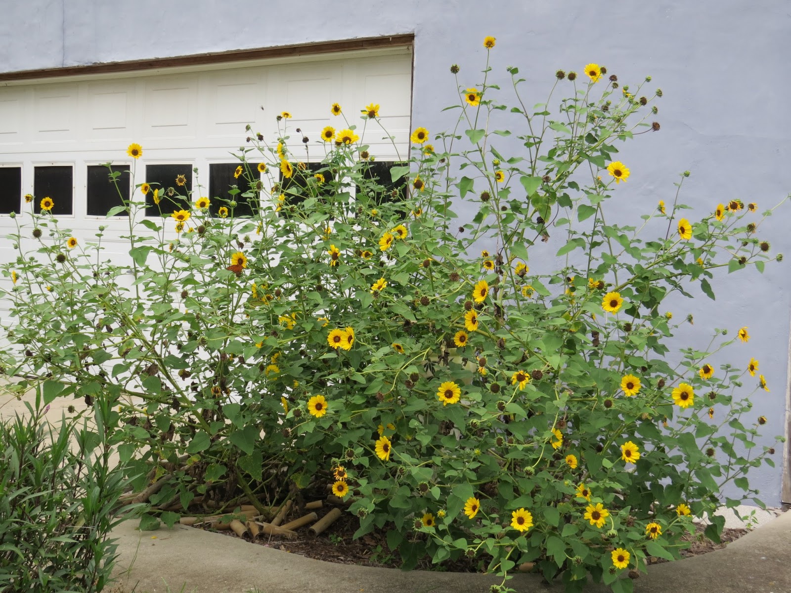 Simply Living: Today's bouquet