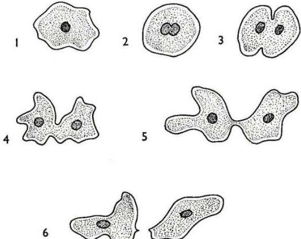 Intan Nirmala Blog's: PERKEMBANGBIAKAN PADA HEWAN