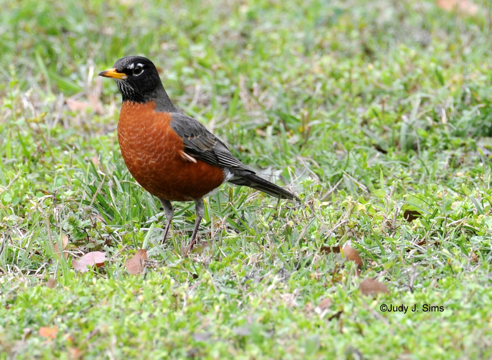 East Texas Birder on The Move: American Robins
