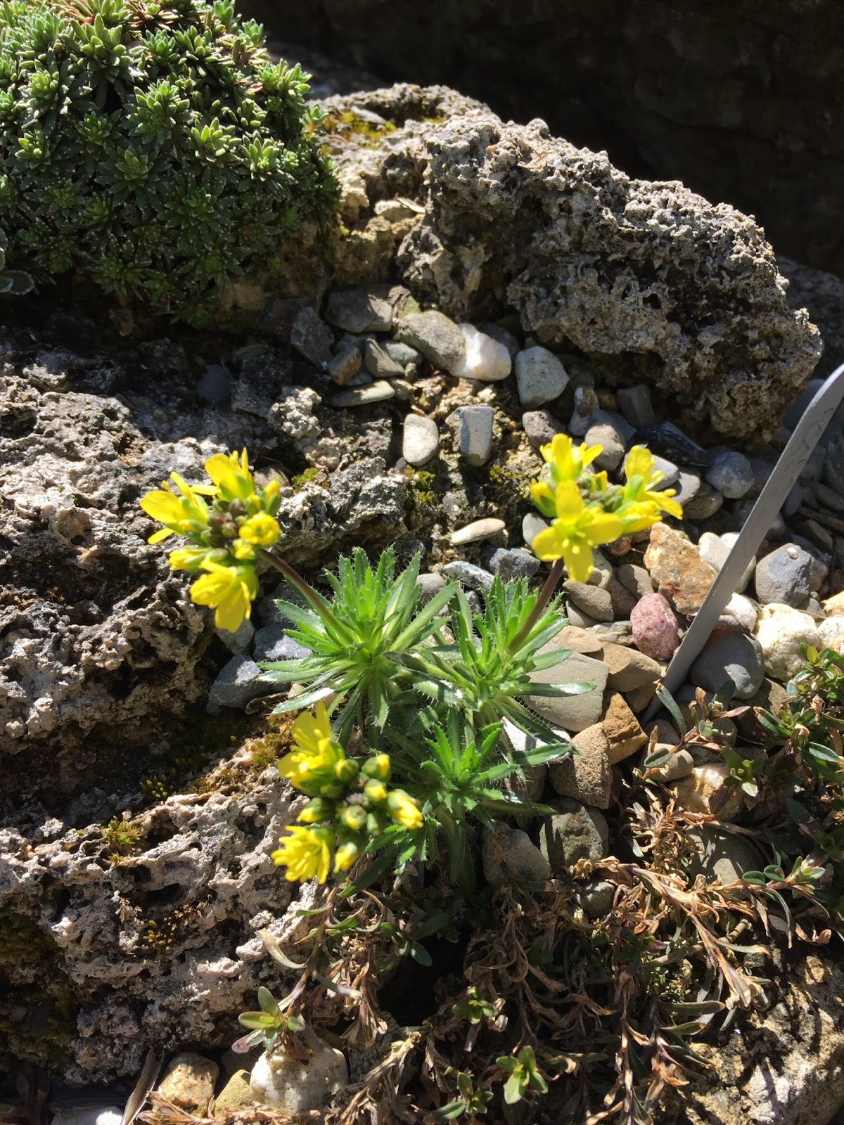 BARROW WORKS: First Draba of Spring