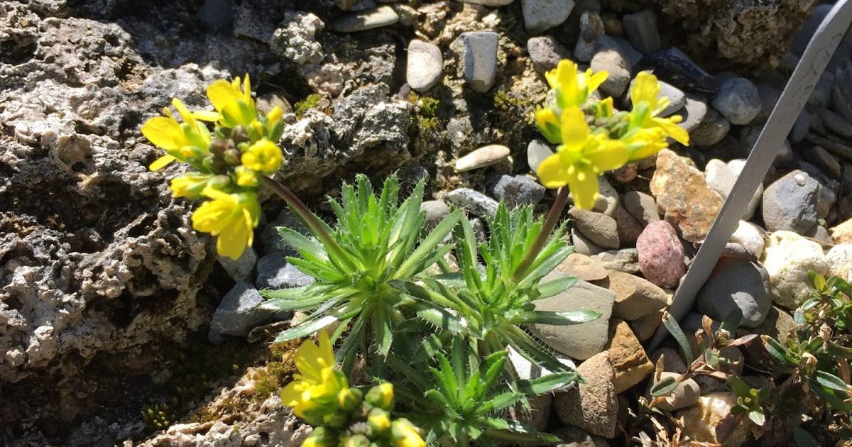 BARROW WORKS: First Draba of Spring