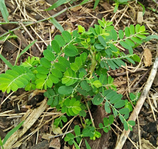 MENGENAL MENIRAN DAN KHASIATNYA | INFORMASI KESEHATAN DAN KHASIAT ...