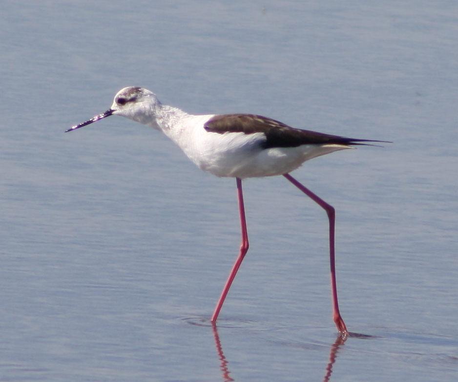 TERRA DAS AVES: Pernilongo (Himantopus himantopus)