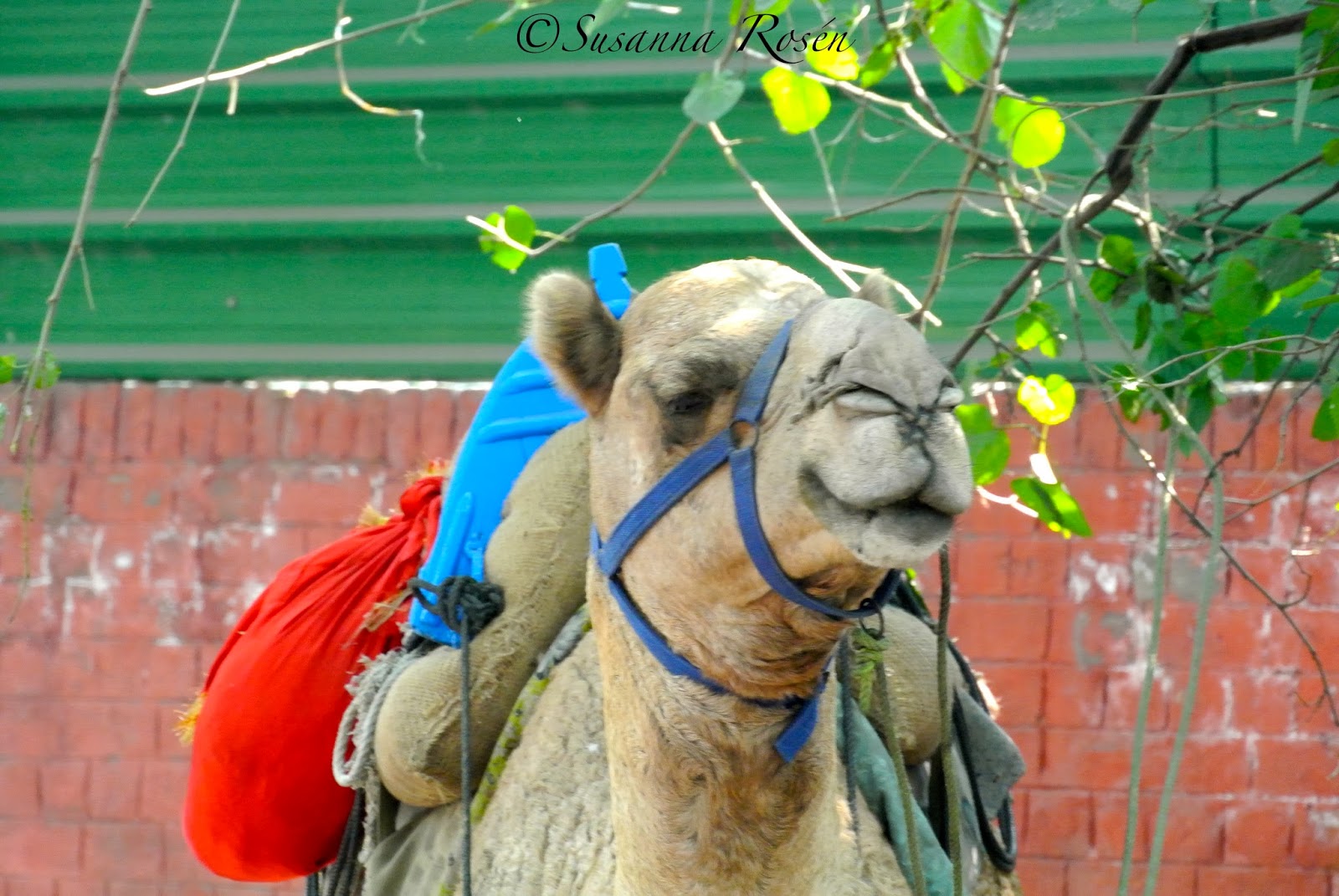 The House of Susanna / my life in India : Hungry animals...