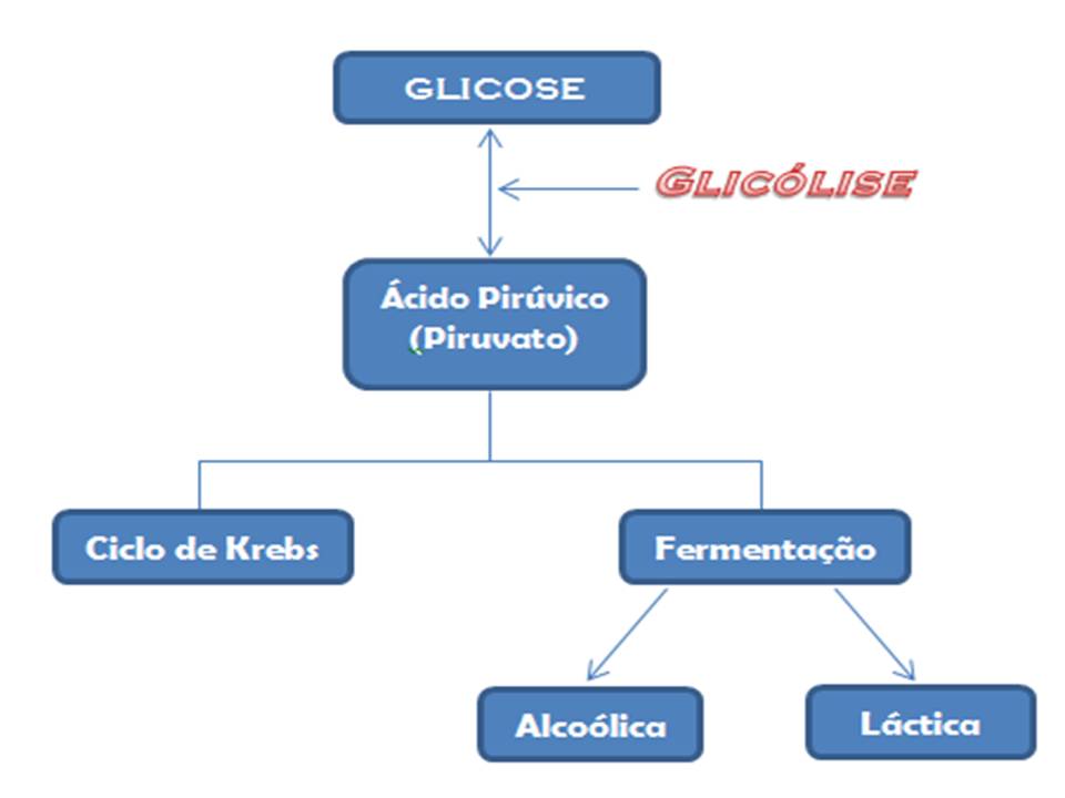 Metabolismo de Carboidratos: GLICÓLISE
