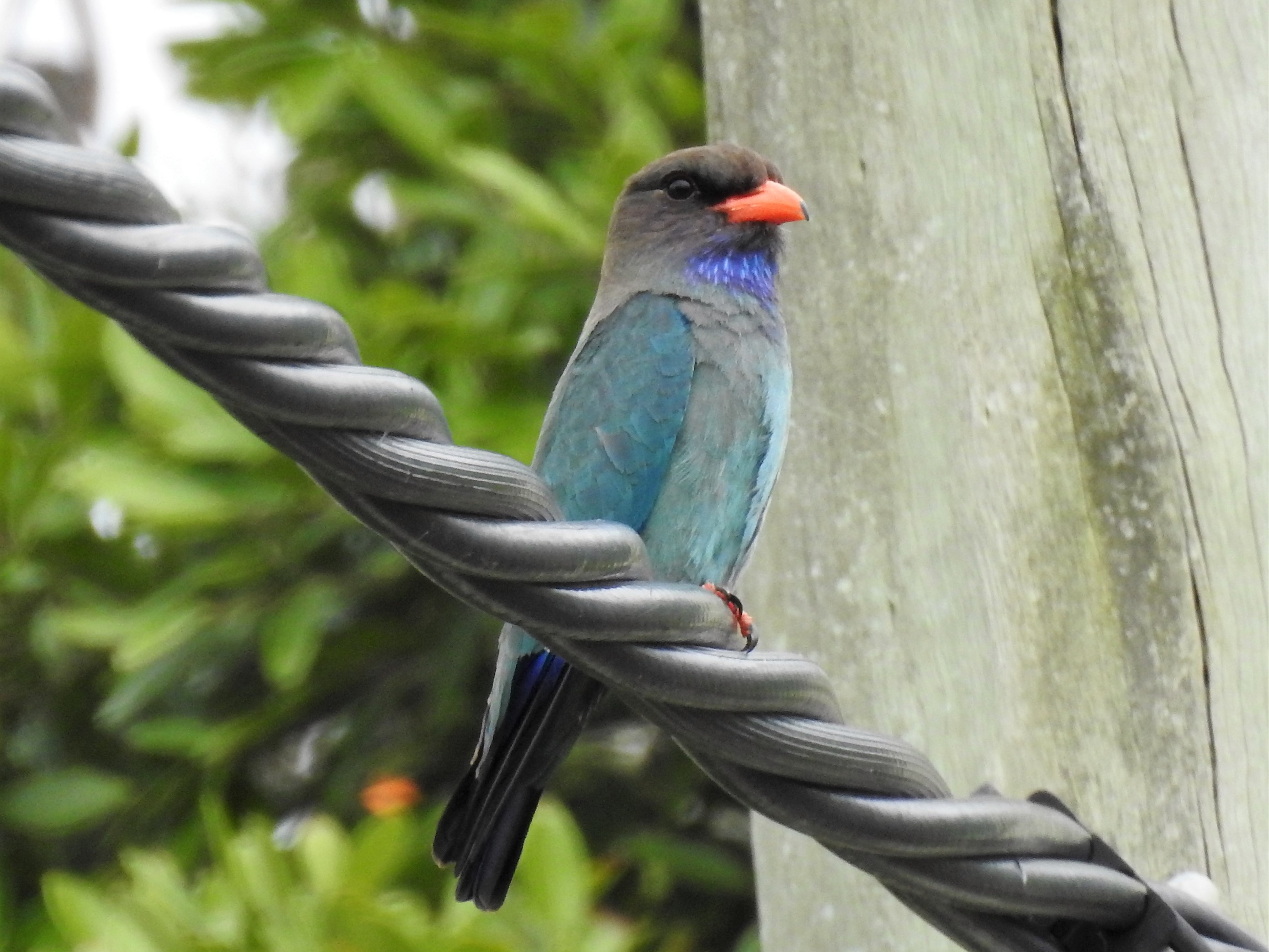 Birding - Tweed Heads - Australia: Tweed - October 2018