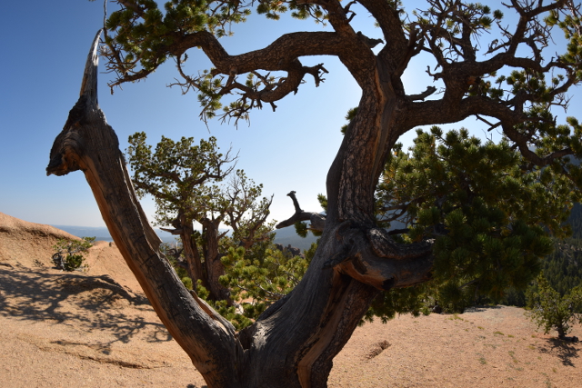 Al's Photography Blog: High Elevation Trees