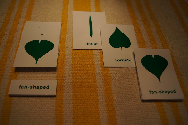 Montessori Leaf Cabinet, Montessori Botany At Home Part 2 - "Making ...