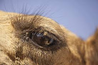 educational blog: Interesting Fun Facts about Camel: