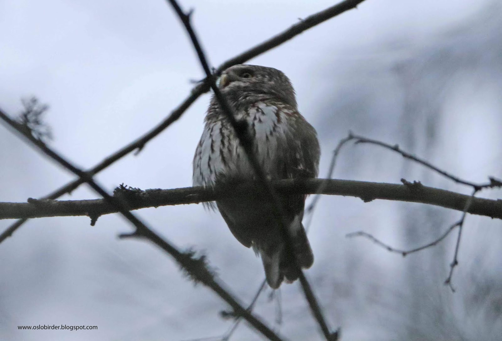 OSLO BIRDER: Had to make do with a very small grey owl