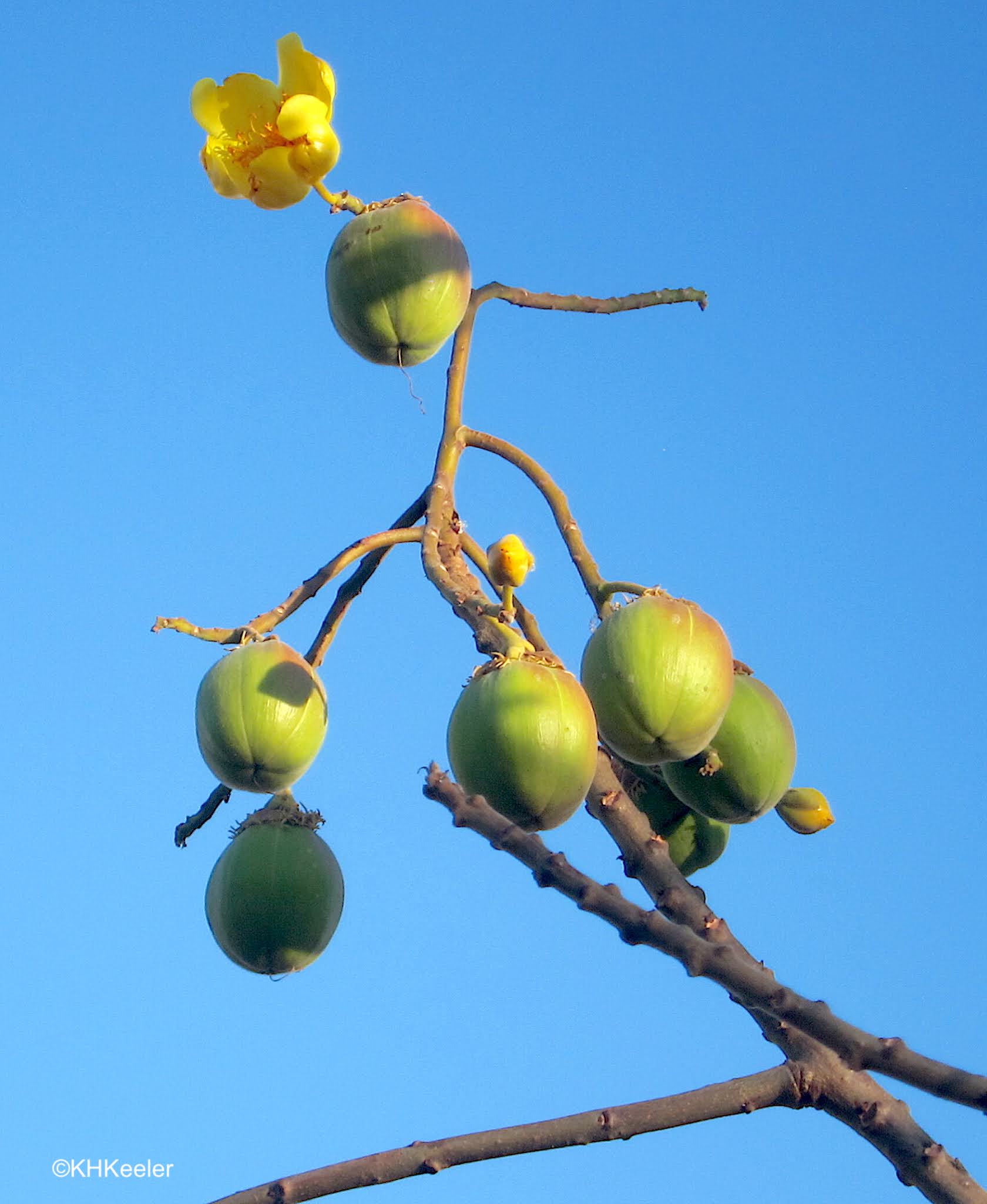 A Wandering Botanist: Visiting Guanacaste Province, Costa Rica