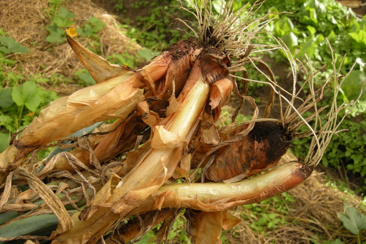 Caoba Farms - Organic Farming in Antigua Guatemala: Our Products