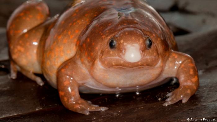 Descubren una nueva especie de rana en el Amazonas que vive bajo tierra