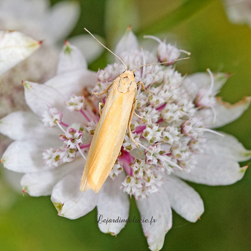 Promenade sur la grande astrance
