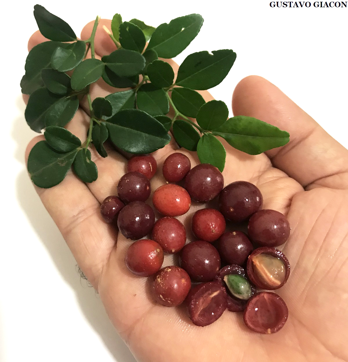 Blog do Viveirista: Limeberry ou Limãozinho Vermelho Doce - Triphasia ...