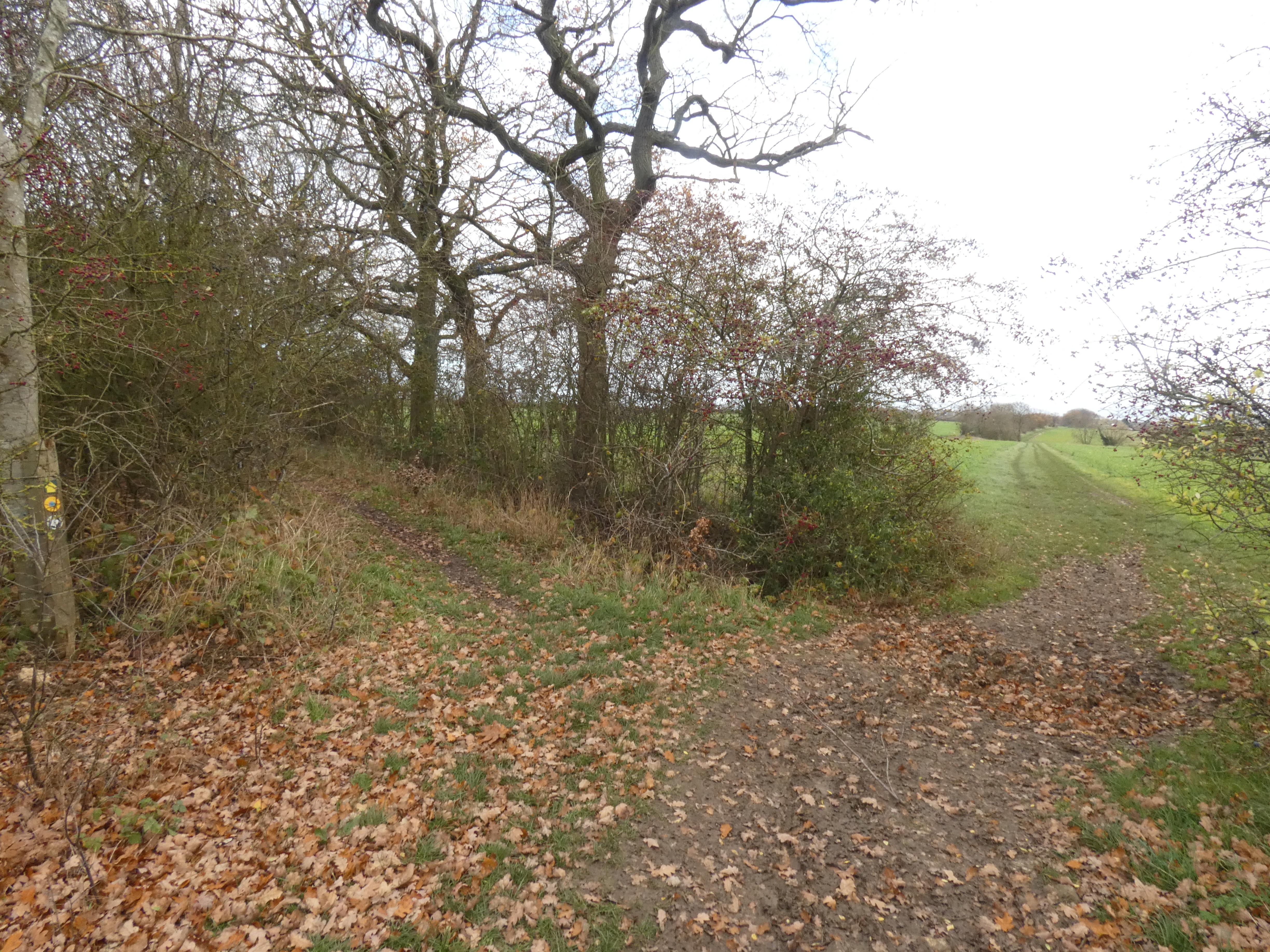Boz North's Trail - Walking Blog: Whaddon to Cambridge via The Wimpole ...