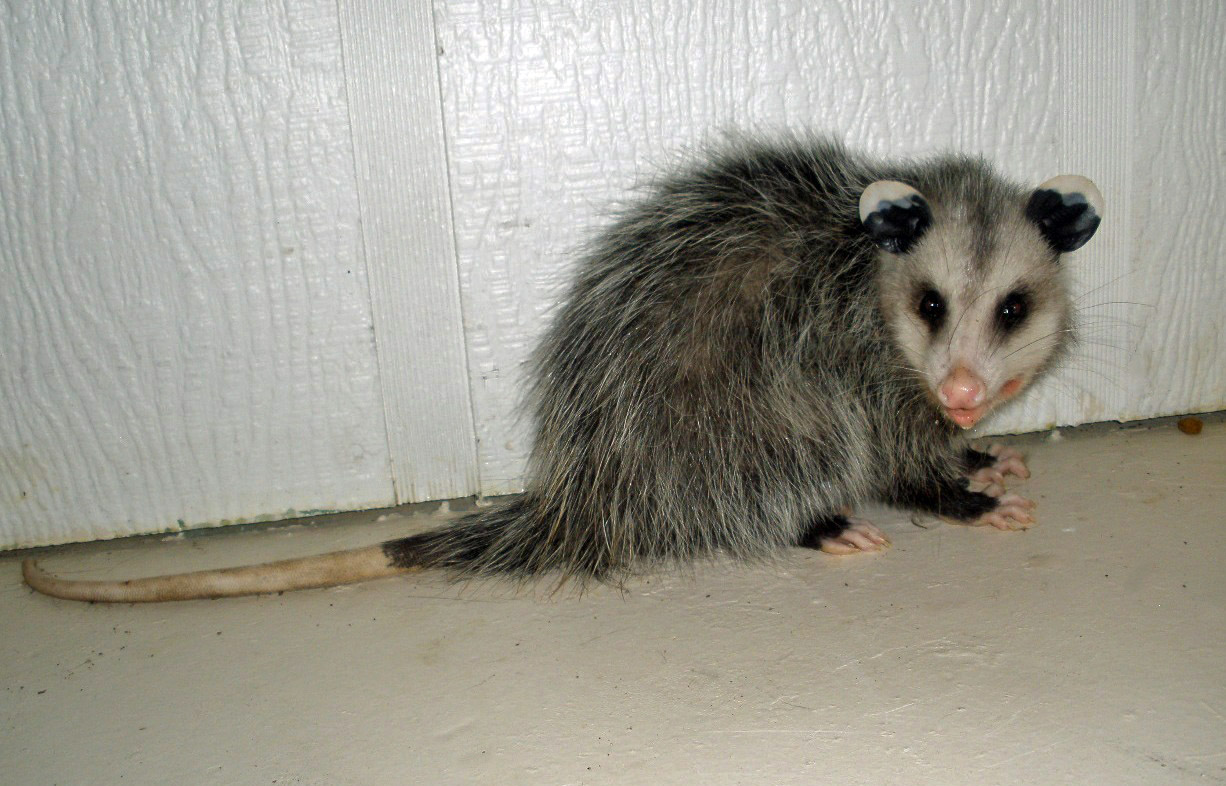 MARIETTE'S BACK TO BASICS: {Possum encounter...}