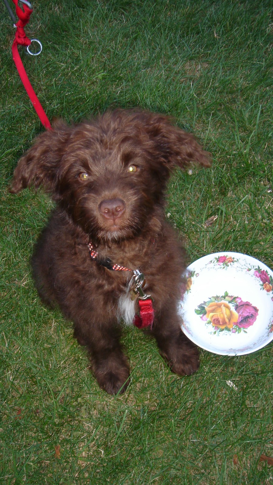 The Whole "Kip" and Kaboodle: The World of Kipper the Dog: The History ...