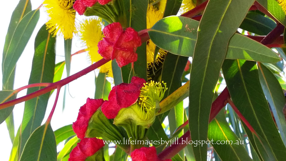 Life Images by Jill: Red capped gum & Tree Street Art Safari