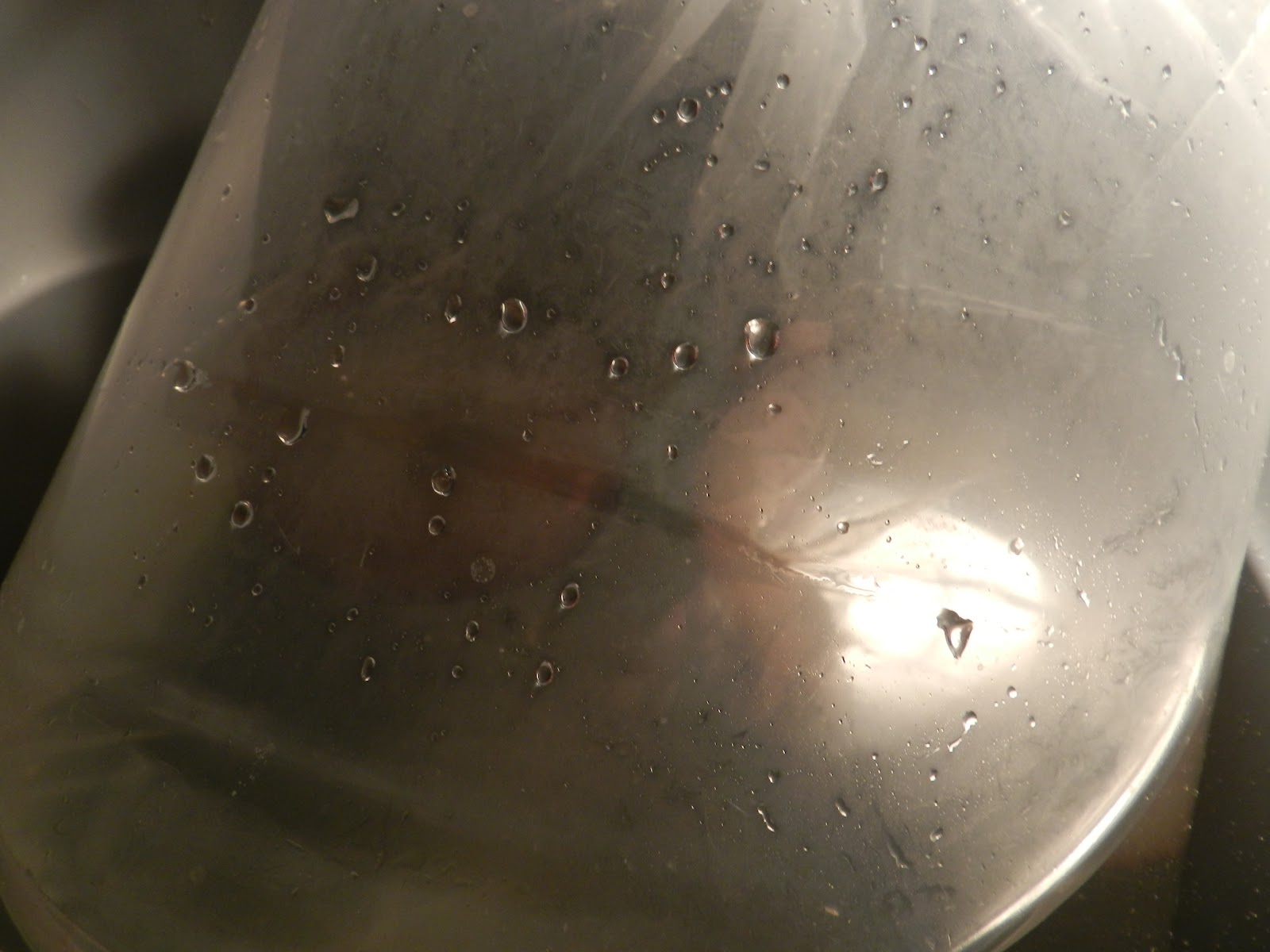 Raising Pet Jellyfish: Pictures of my jellies