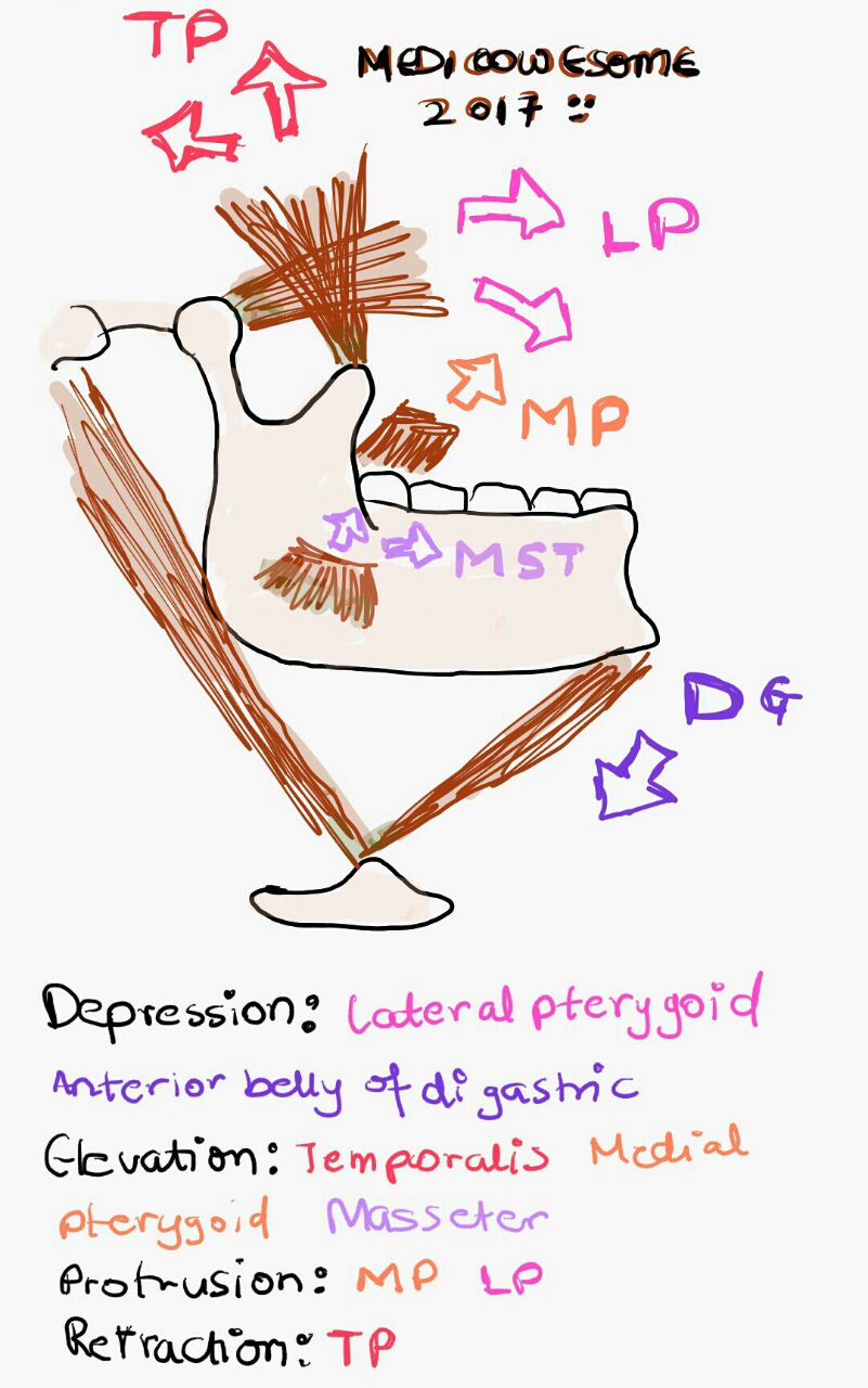 Temporomandibular Joint Muscles