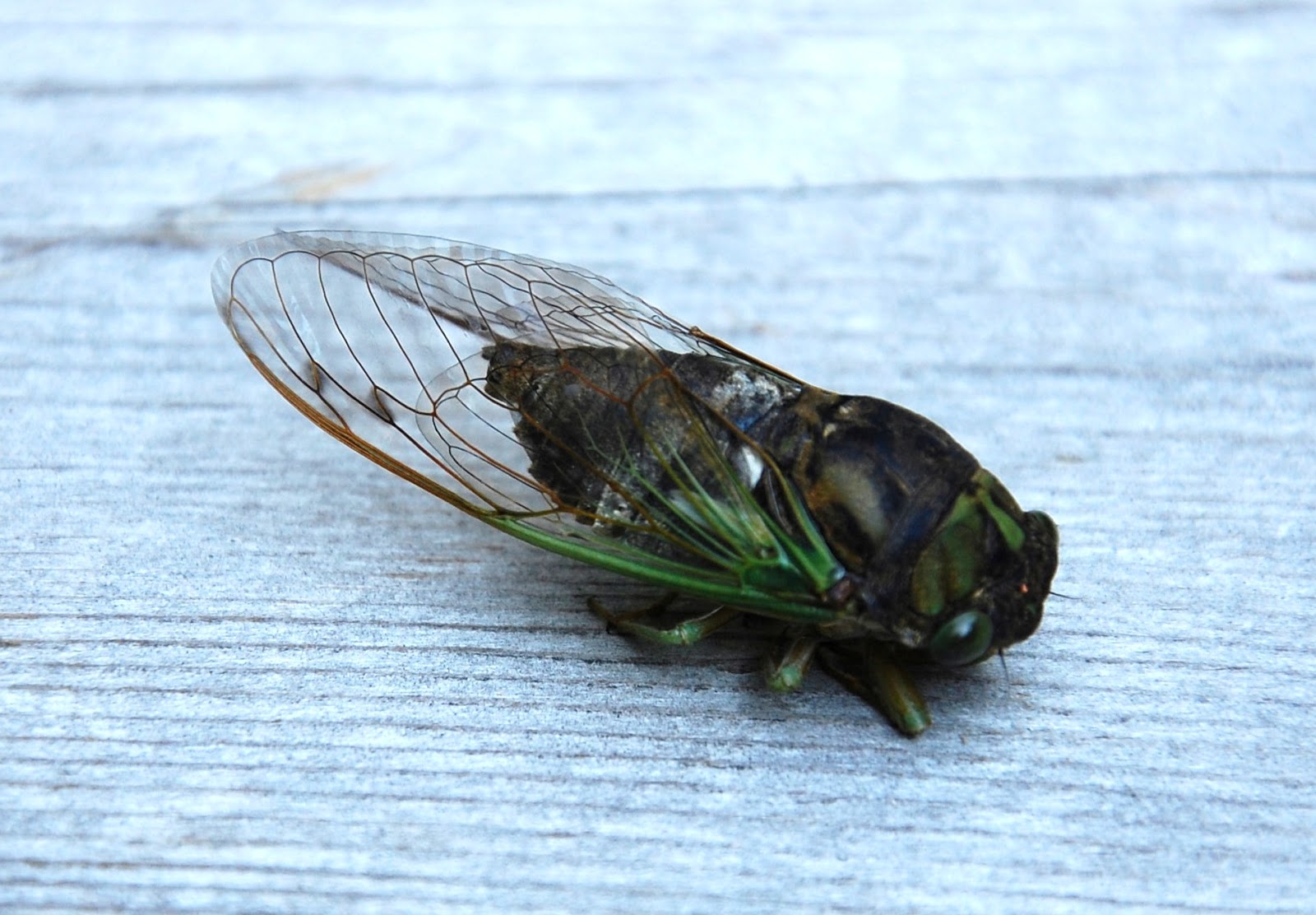Cynthia Murray Design: The Cicada Invasion