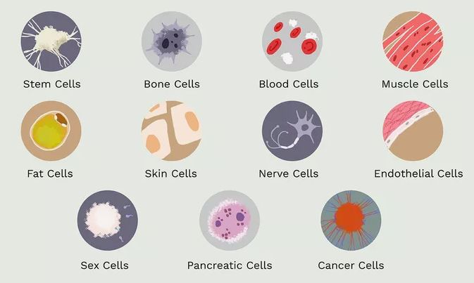 11 Jenis Sel Dalam Tubuh Manusia - Sekolah007
