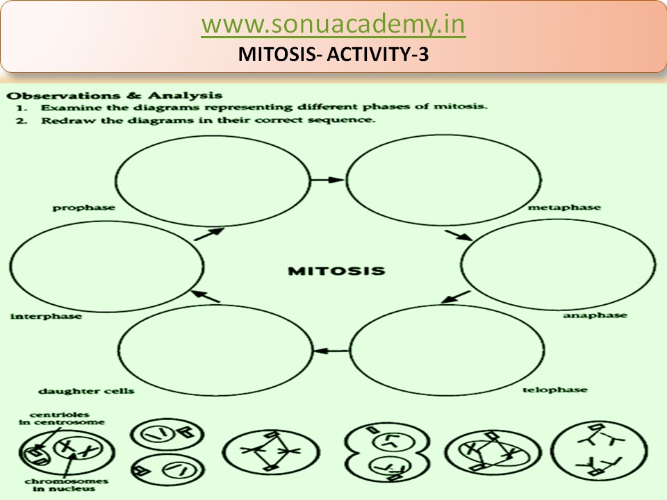 SONU ACADEMY: MITOSIS - ACTIVITY 3