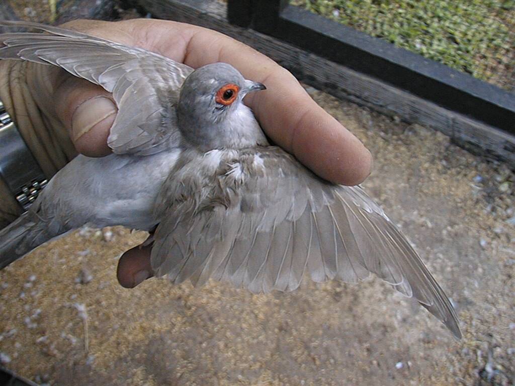 Bird In Everything: Diamond Dove Birds
