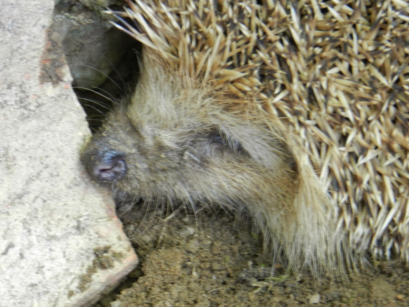 NATURALEZA desde ASTURIAS: ERIZO COMÚN.- Erinaceus europaeus