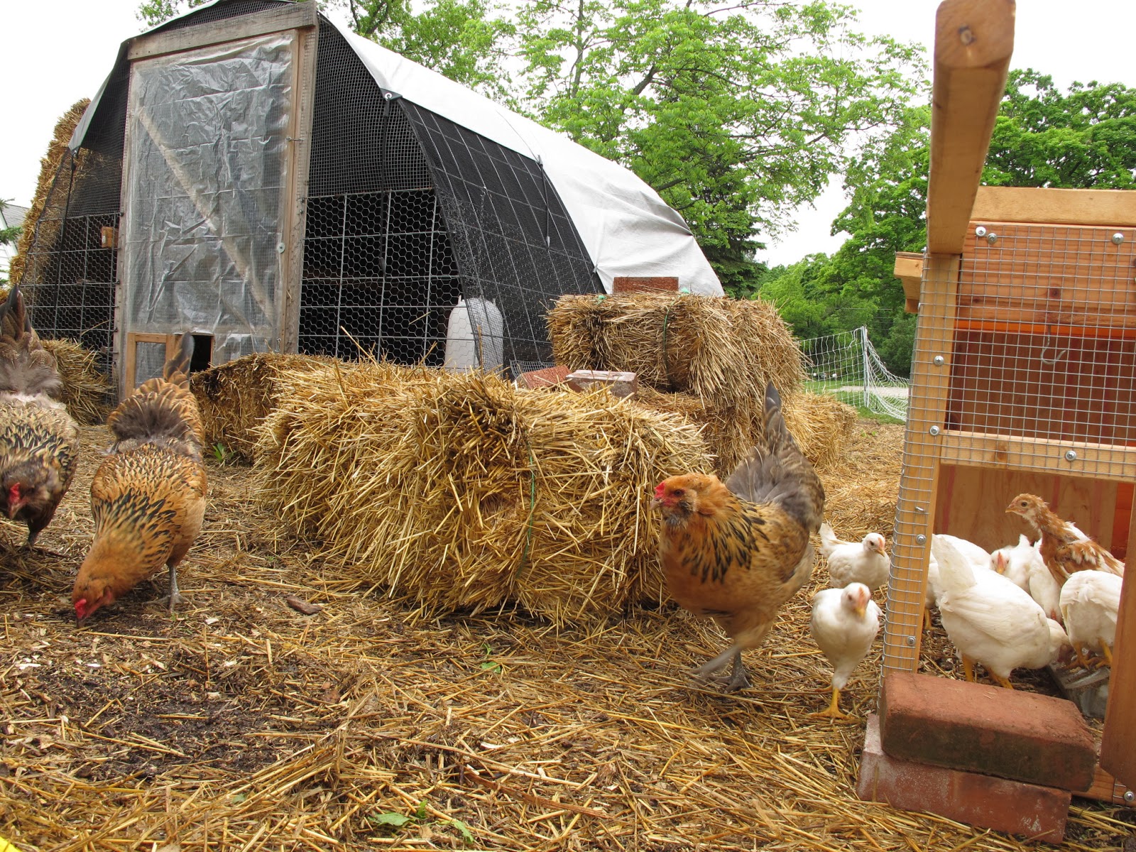 Joe's Garden Journal: Food Forest/Chicken Paddock Update 6/11/13