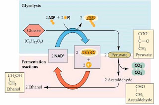 Wine -- Mise en abyme: Nitrogen as a yeast nutrient in alcoholic ...
