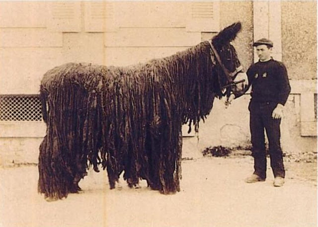 The Poitou - The Donkey with Dreadlocks | The Ark In Space