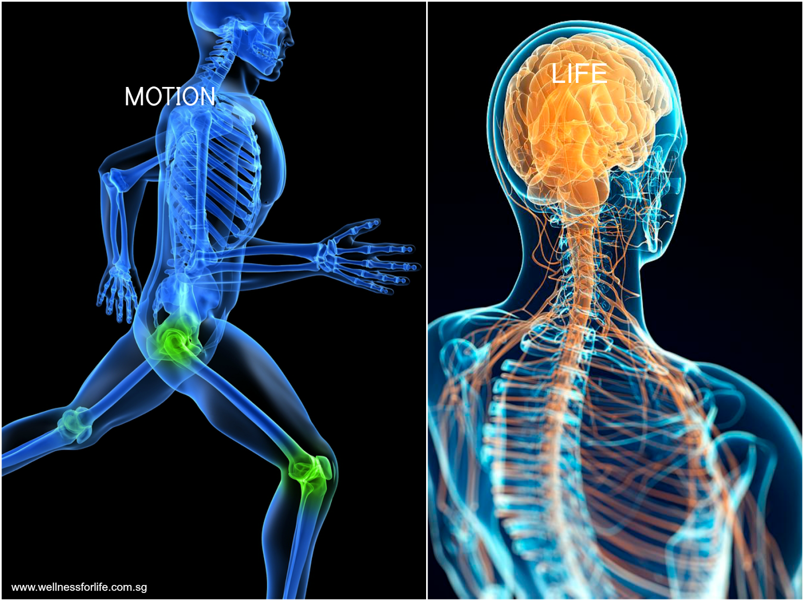 WfLC: YOUR BRAIN NEEDS THIS: