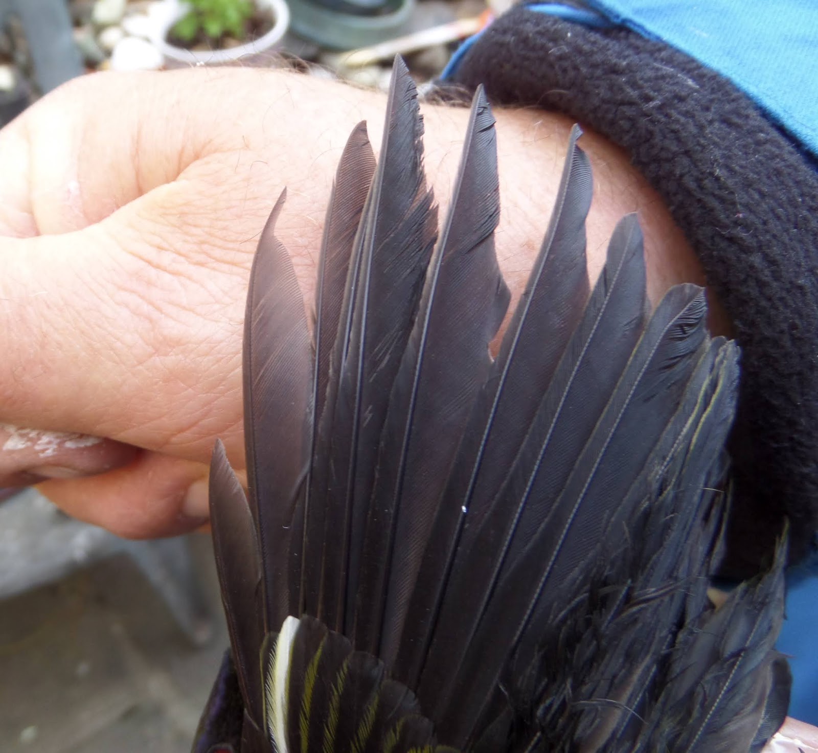 New Zealand Bird Banding & Banders: Jan's Place Thu. 11 June - a very ...