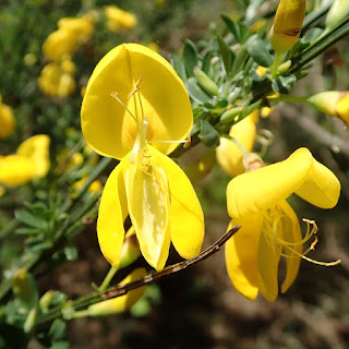 Shoreline Area News: The Washington Invasive Species Council wants your ...