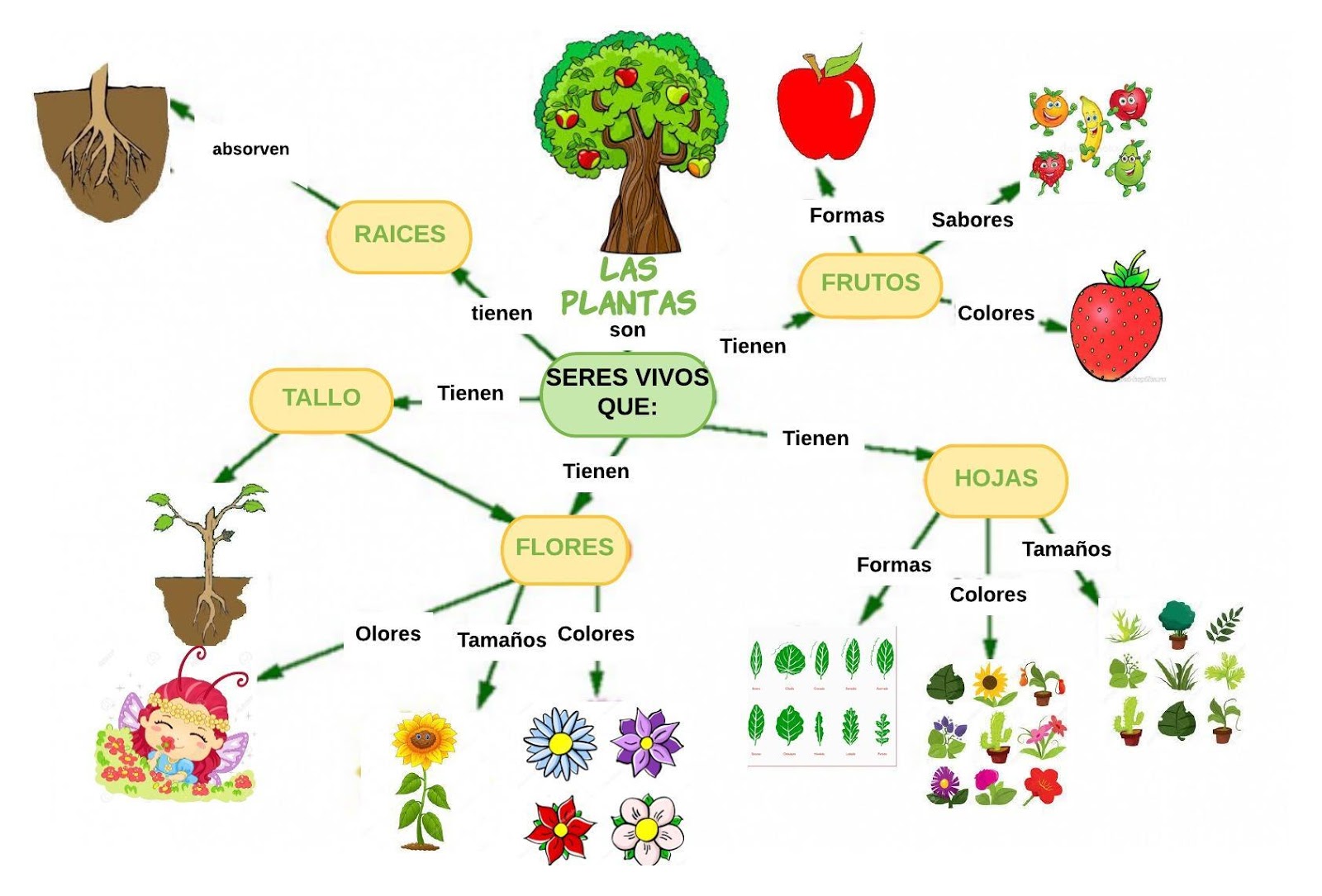 Mapa mental reino plantae Plantae, Reino das plantas, Reino plantae
