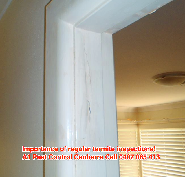 Best Pest Control In Australia