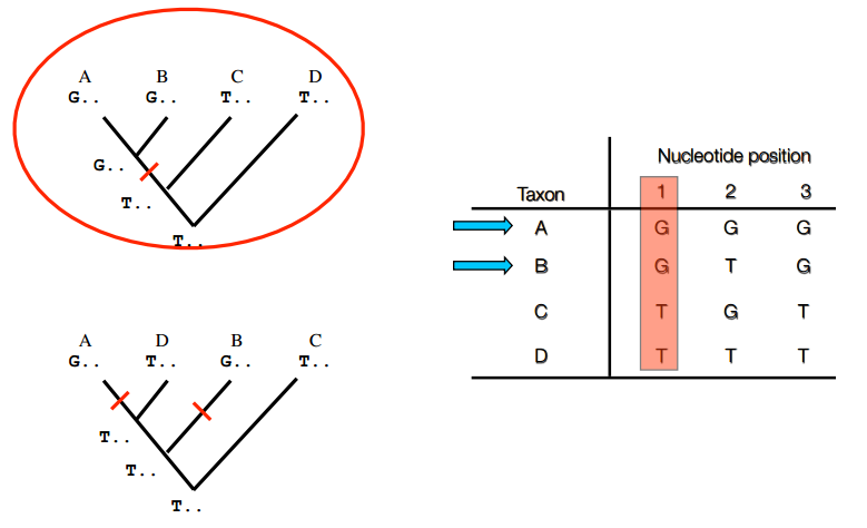Throw a stone at me: coursera Computational Molecular Evolution