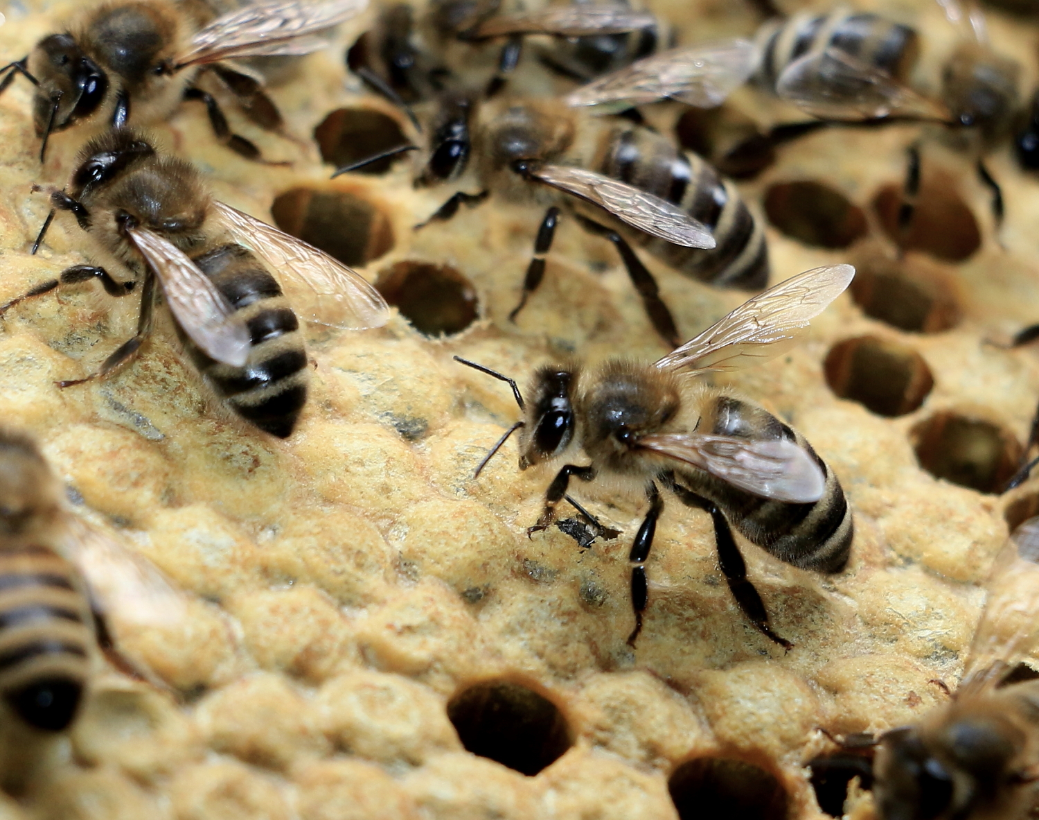 Passion-Apiculture. Le blog de l'Abeille Pat: La naissance des ...