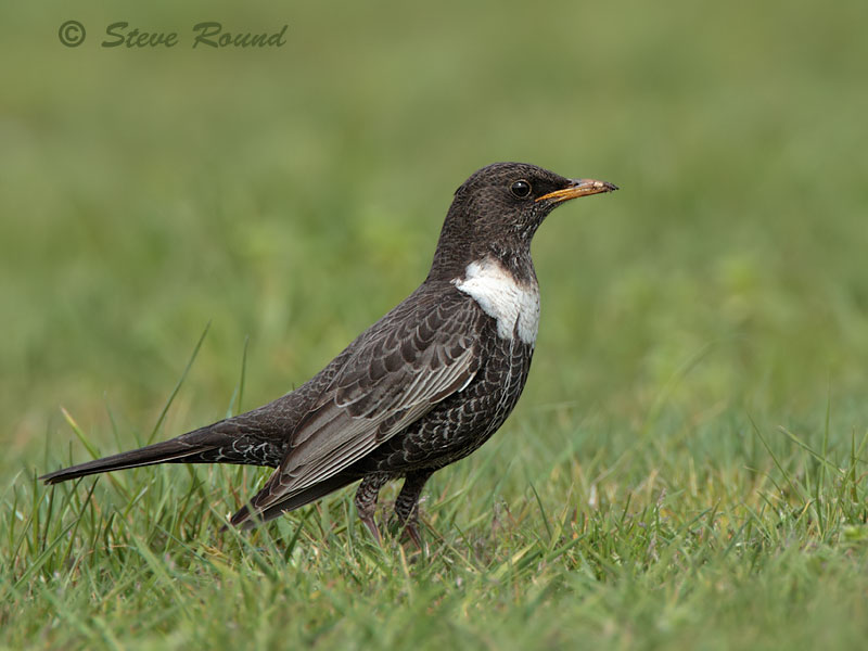 Steve Round Wildlife Photography: Ring Ouzel
