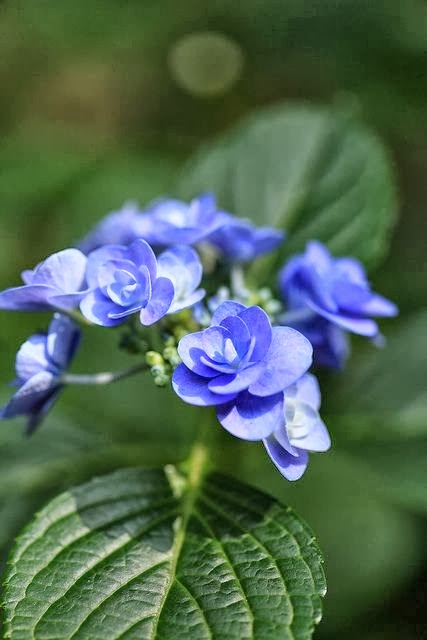 Little Blue Hydrangeas